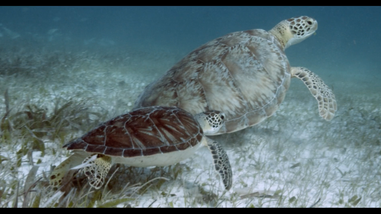 Tsygan & Dezik | Underwater - Baja Belize